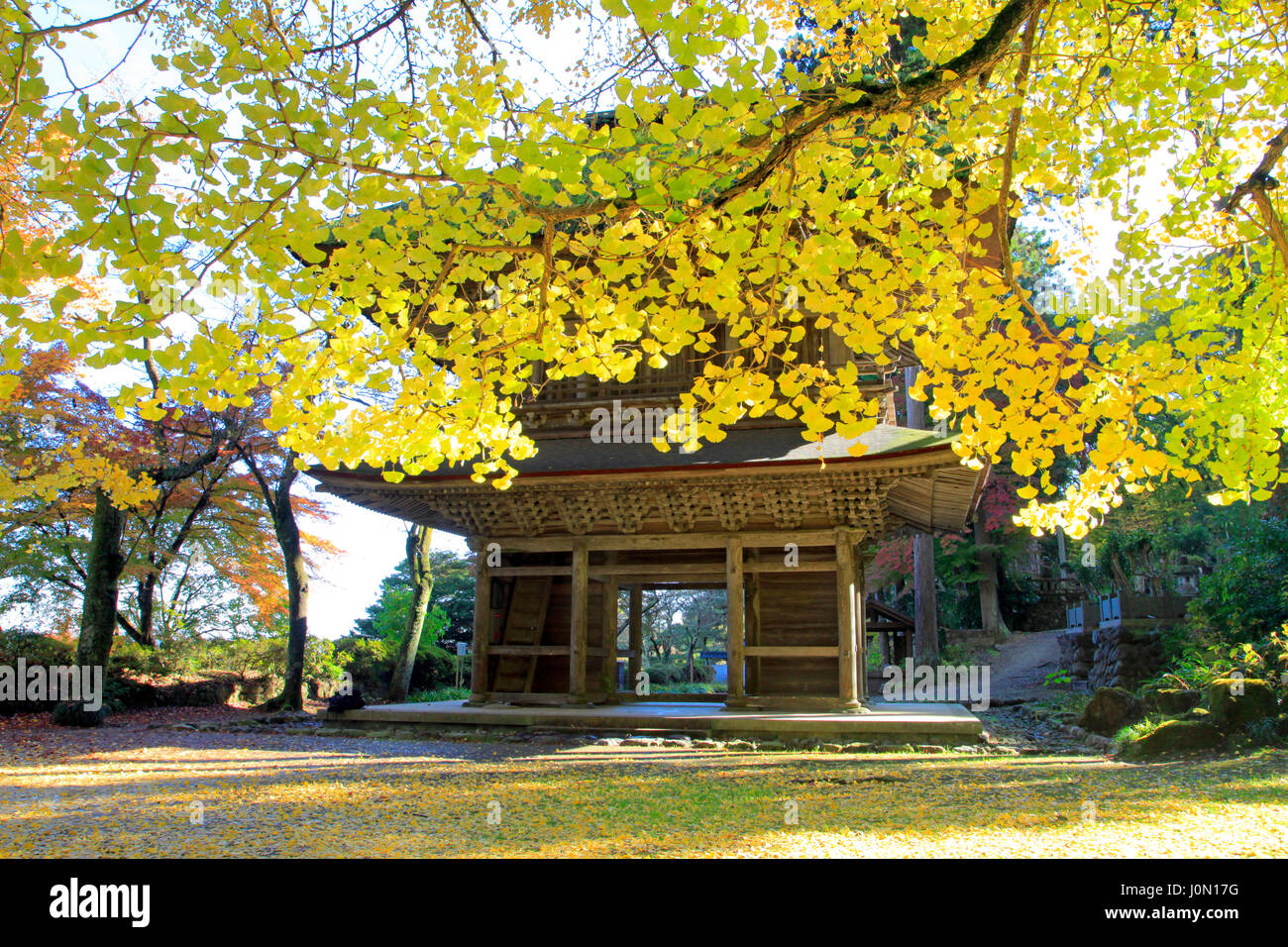 Kotokuji Temple Ginkgo trees in Autumn Akiruno city Tokyo Japan Stock ...