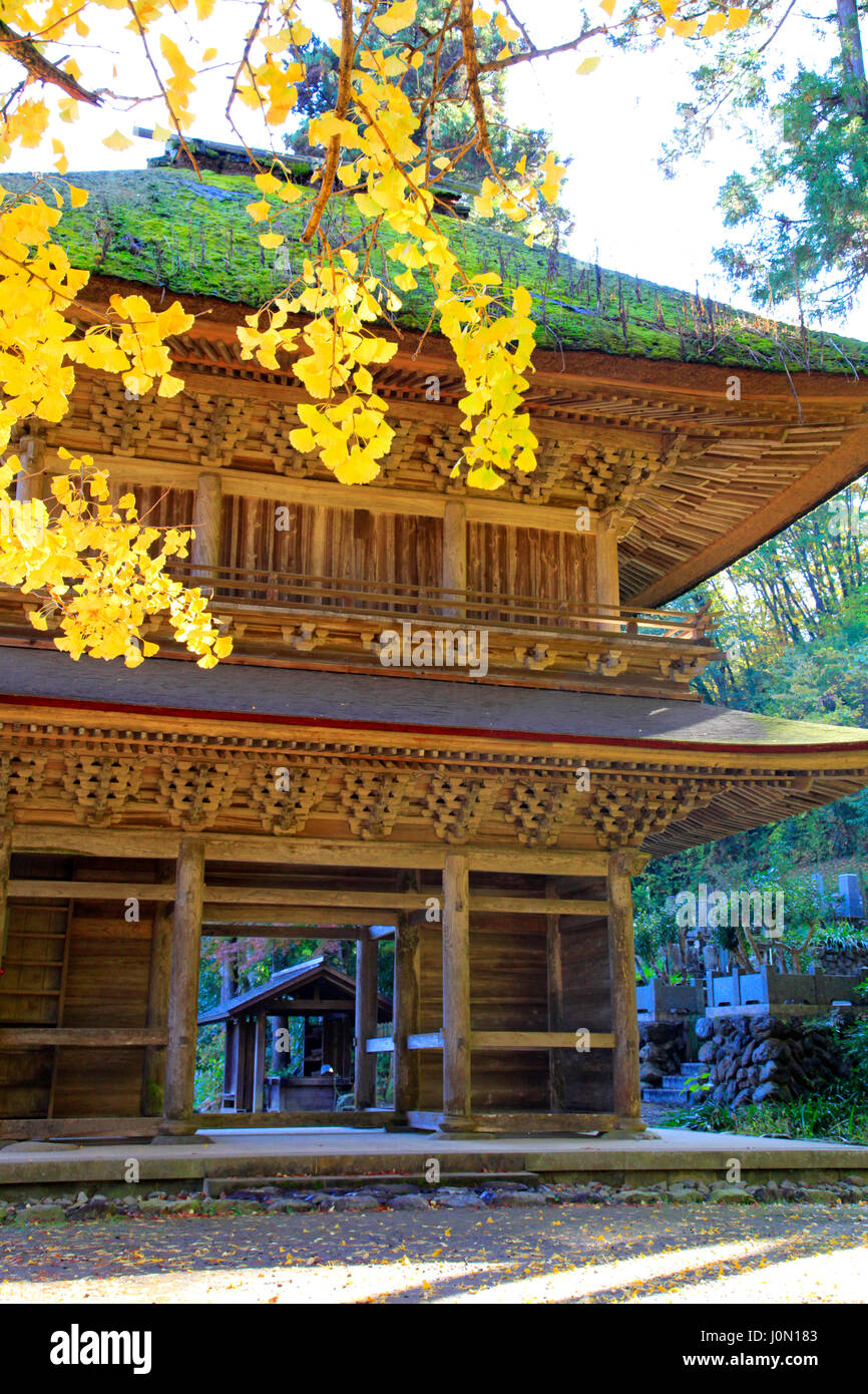 Kotokuji Temple Ginkgo trees in Autumn Akiruno city Tokyo Japan Stock ...