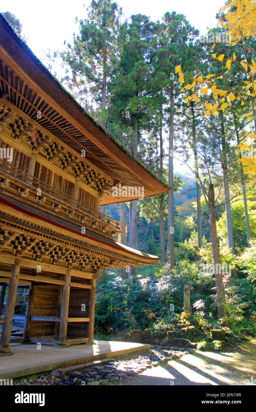 Kotokuji Temple Ginkgo trees in Autumn Akiruno city Tokyo Japan Stock ...