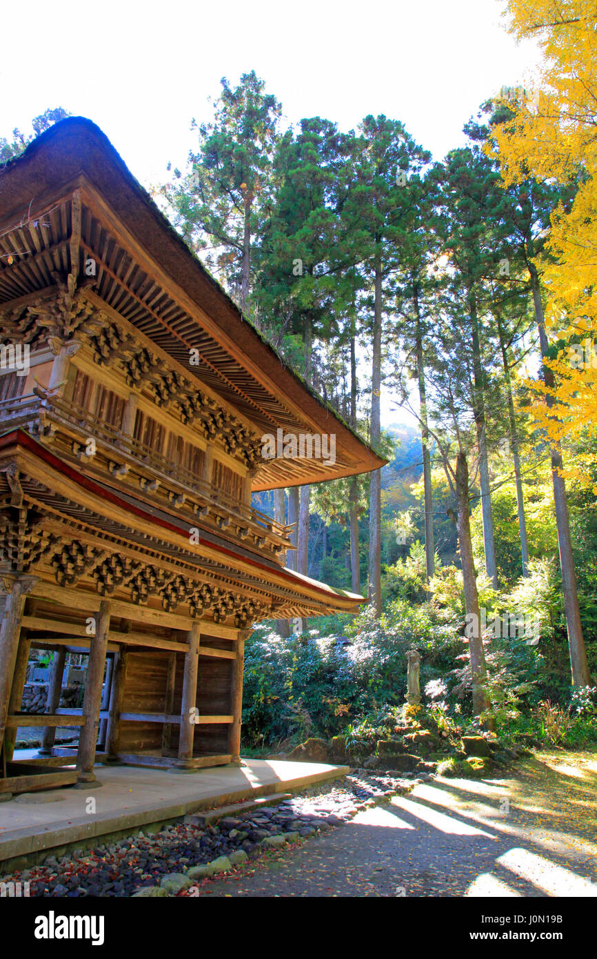 Kotokuji Temple Ginkgo trees in Autumn Akiruno city Tokyo Japan Stock ...