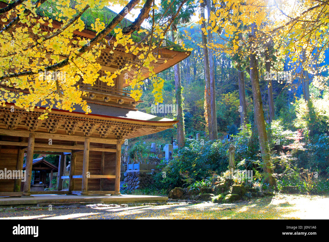 Kotokuji Temple Ginkgo trees in Autumn Akiruno city Tokyo Japan Stock ...