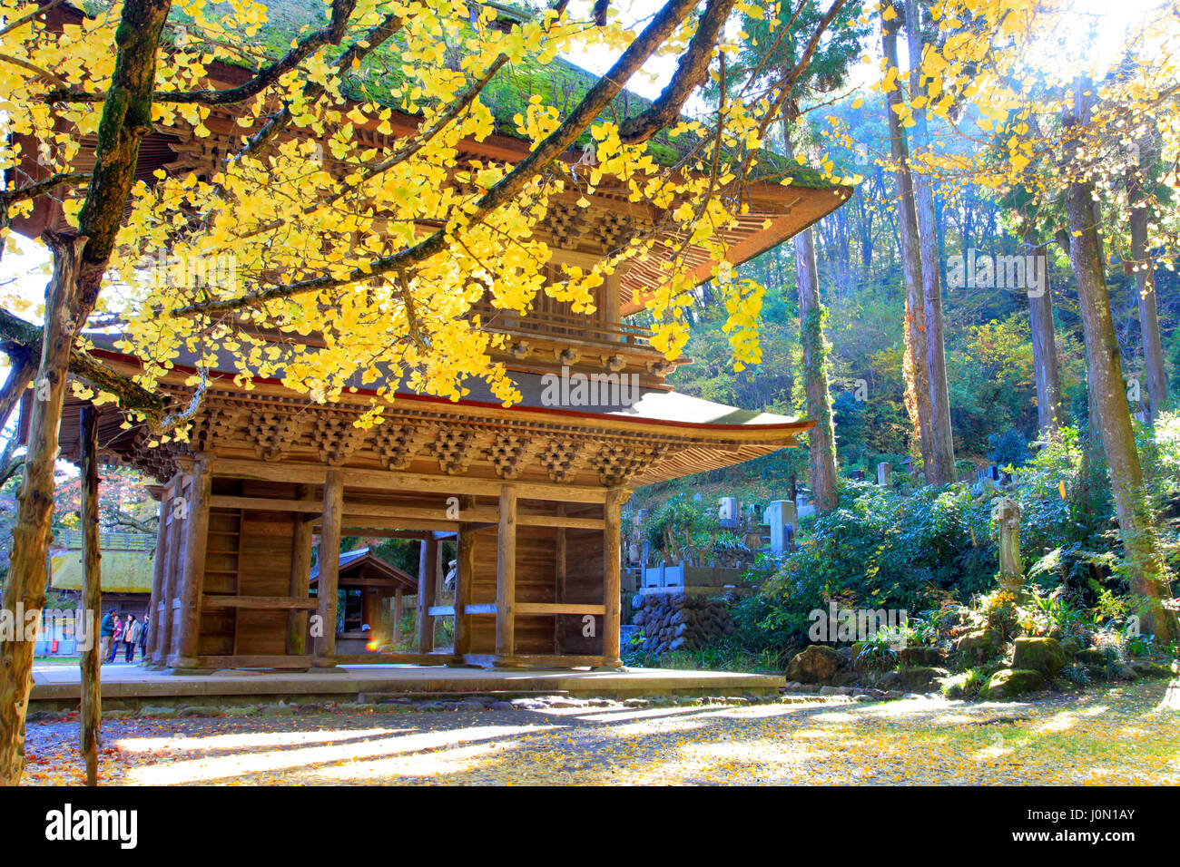 Kotokuji Temple Ginkgo trees in Autumn Akiruno city Tokyo Japan Stock ...