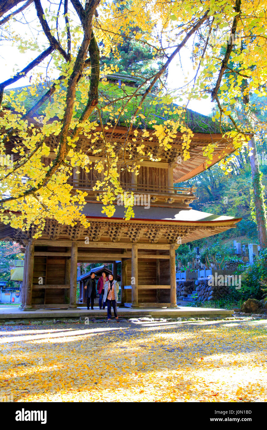 Kotokuji Temple Ginkgo trees in Autumn Akiruno city Tokyo Japan Stock ...