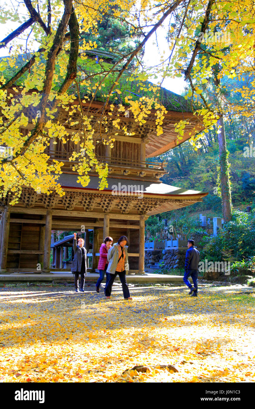 Kotokuji Temple Ginkgo trees in Autumn Akiruno city Tokyo Japan Stock ...