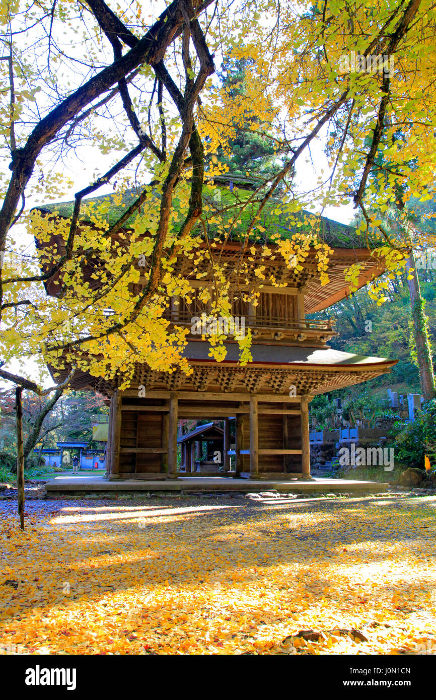 Kotokuji Temple Ginkgo trees in Autumn Akiruno city Tokyo Japan Stock ...