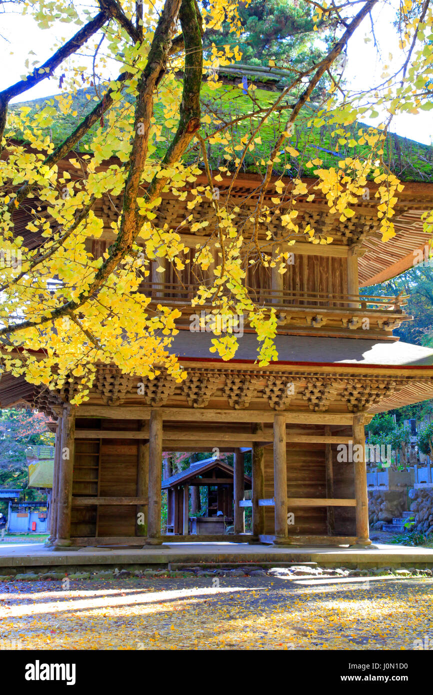 Kotokuji Temple Ginkgo trees in Autumn Akiruno city Tokyo Japan Stock ...