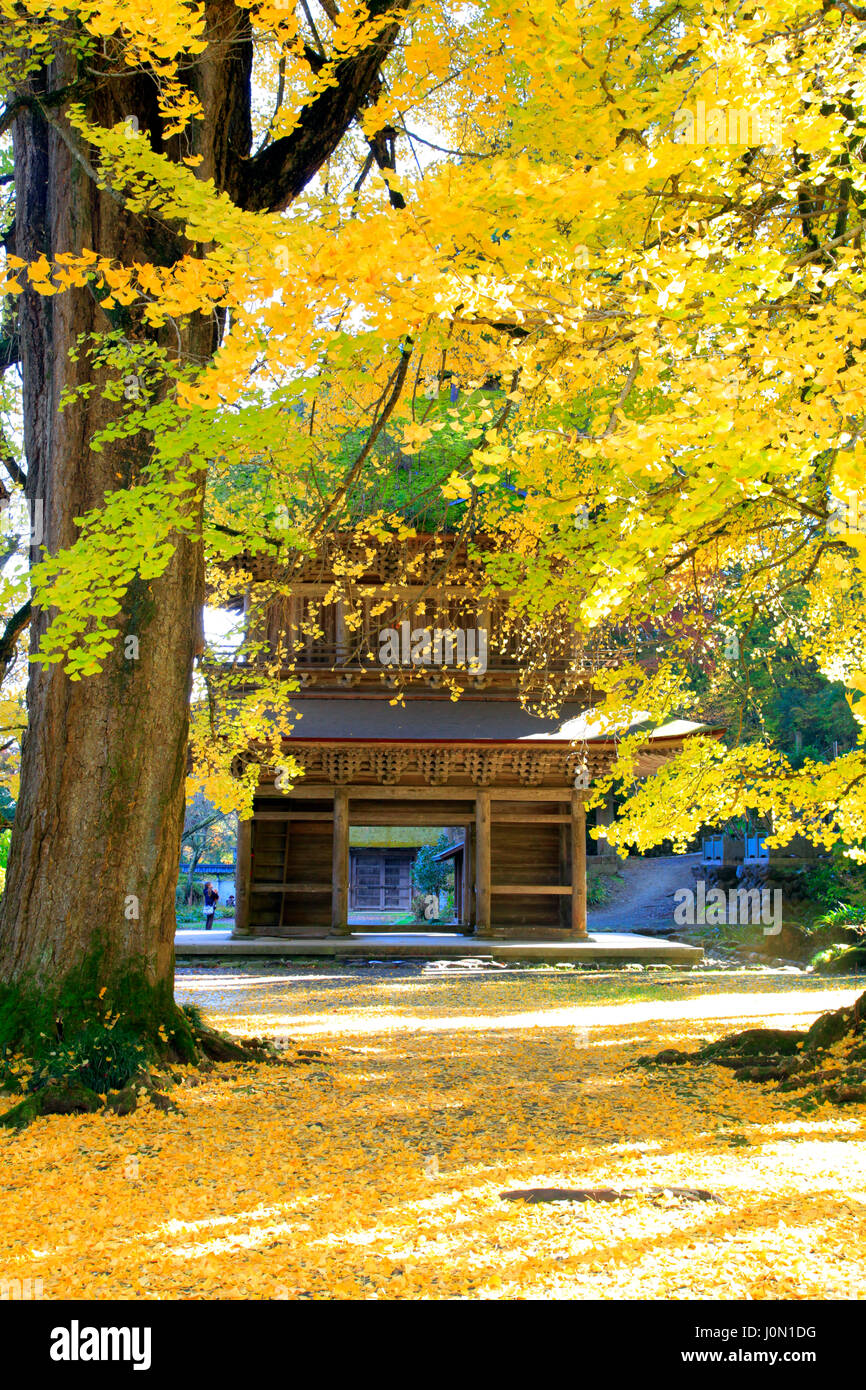 Kotokuji Temple Ginkgo trees in Autumn Akiruno city Tokyo Japan Stock ...