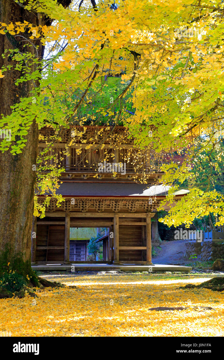 Kotokuji Temple Ginkgo trees in Autumn Akiruno city Tokyo Japan Stock ...