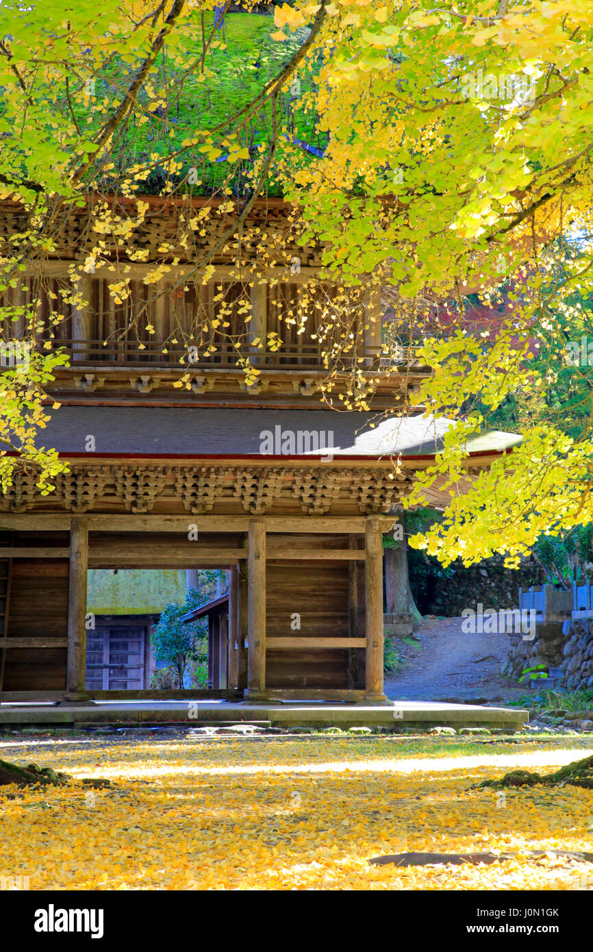 Kotokuji Temple Ginkgo trees in Autumn Akiruno city Tokyo Japan Stock ...