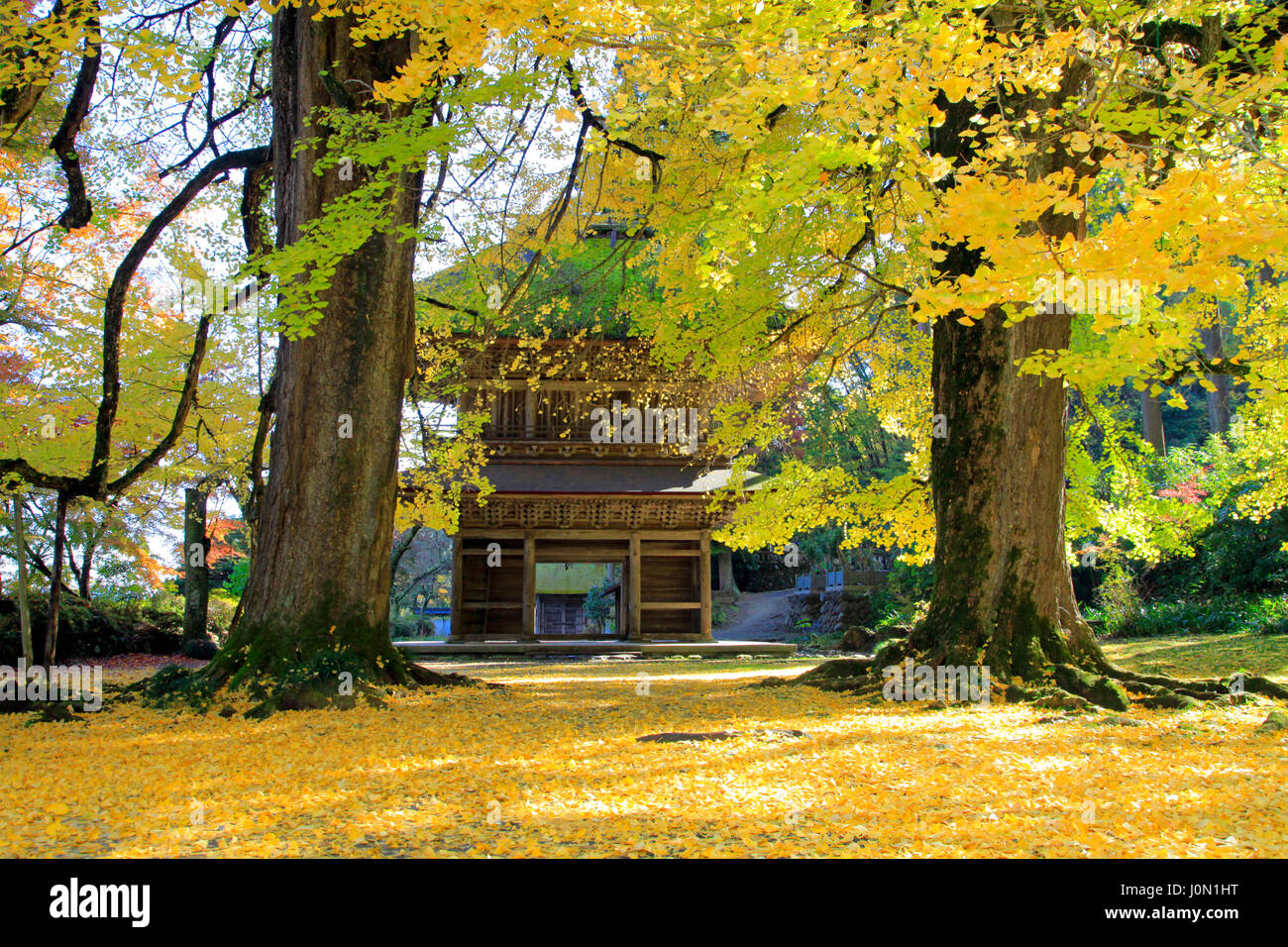 Kotokuji Temple Ginkgo trees in Autumn Akiruno city Tokyo Japan Stock ...