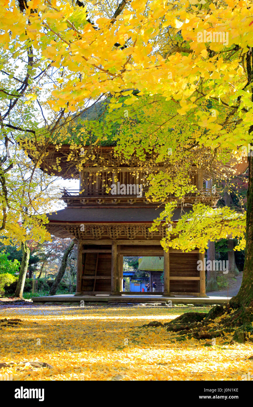 Kotokuji Temple Ginkgo trees in Autumn Akiruno city Tokyo Japan Stock ...