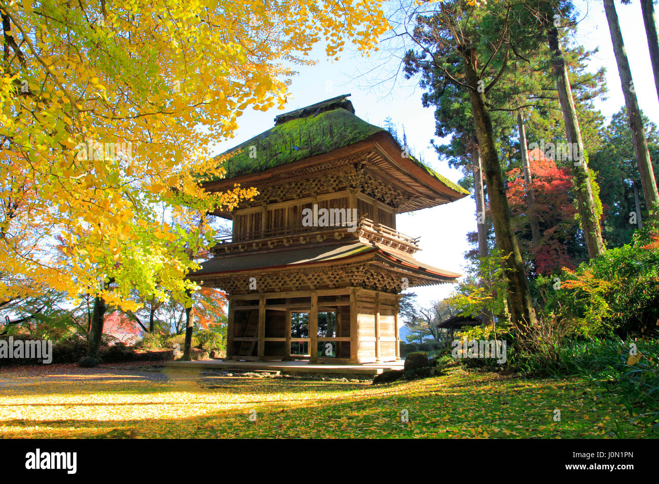 Kotokuji Temple Ginkgo trees in Autumn Akiruno city Tokyo Japan Stock ...