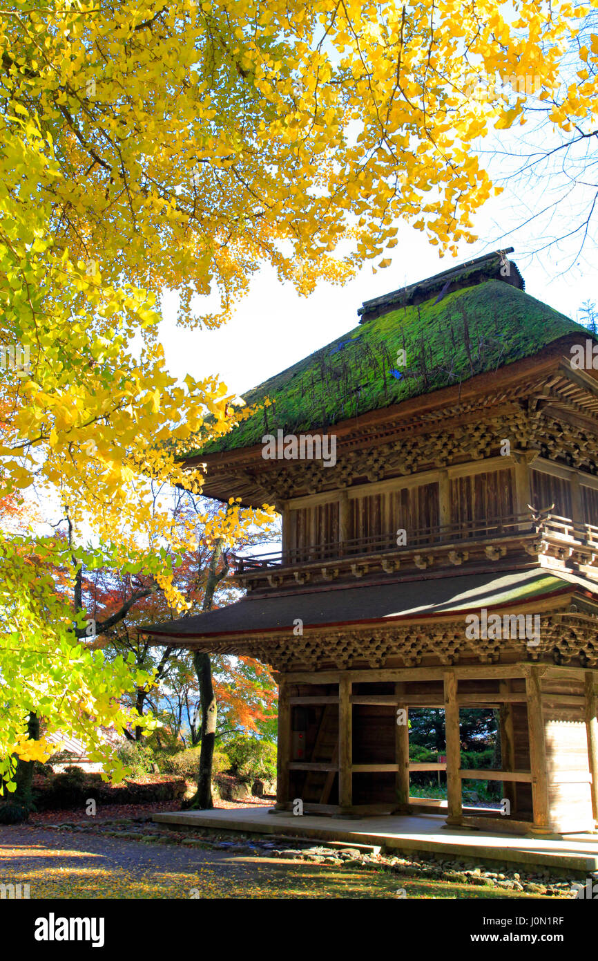 Kotokuji Temple Ginkgo trees in Autumn Akiruno city Tokyo Japan Stock ...
