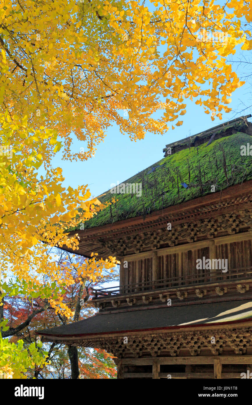 Kotokuji Temple Ginkgo trees in Autumn Akiruno city Tokyo Japan Stock ...