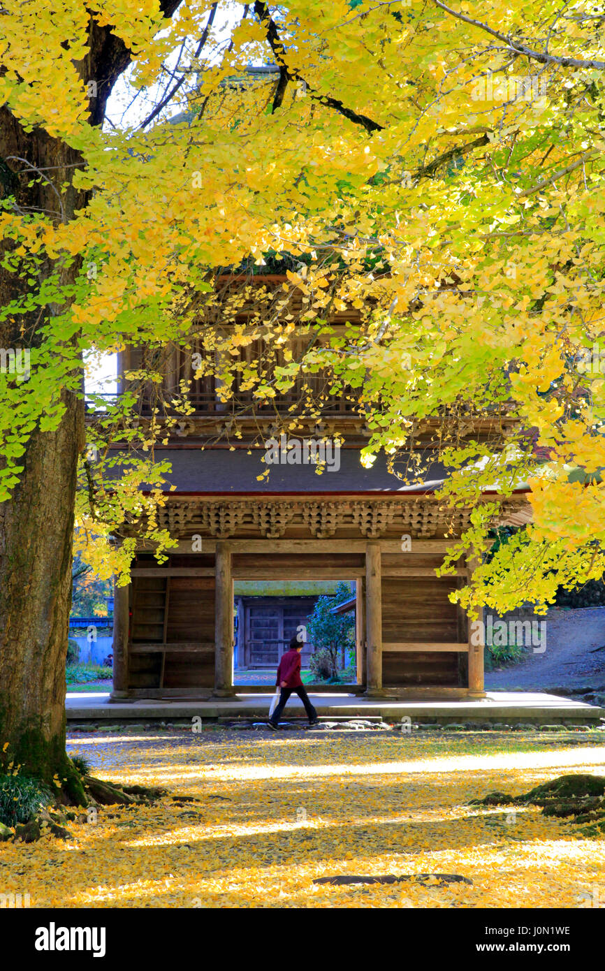 Kotokuji Temple Ginkgo trees in Autumn Akiruno city Tokyo Japan Stock ...