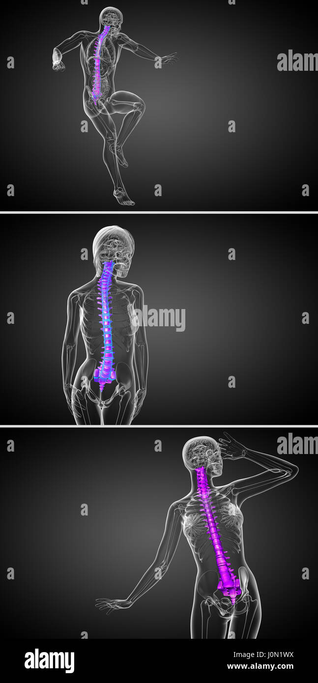 3d rendering medical illustration of the human spine Stock Photo - Alamy