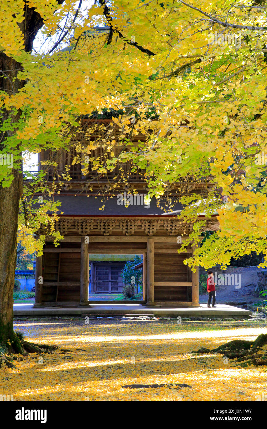 Kotokuji Temple Ginkgo trees in Autumn Akiruno city Tokyo Japan Stock ...