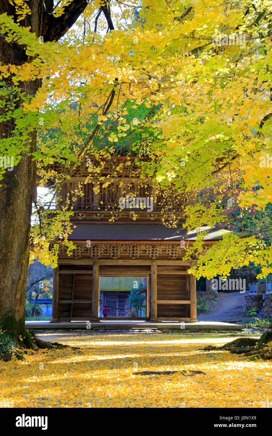 Kotokuji Temple Ginkgo trees in Autumn Akiruno city Tokyo Japan Stock ...