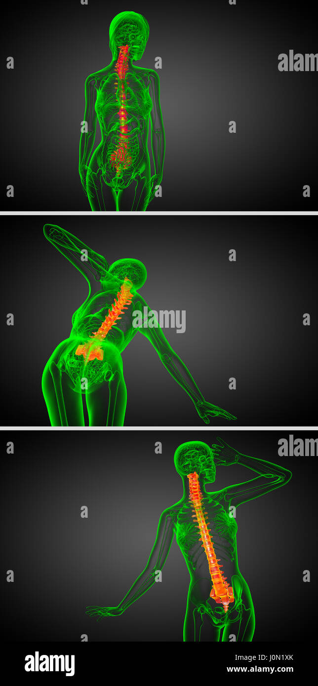 3d rendering medical illustration of the human spine Stock Photo - Alamy