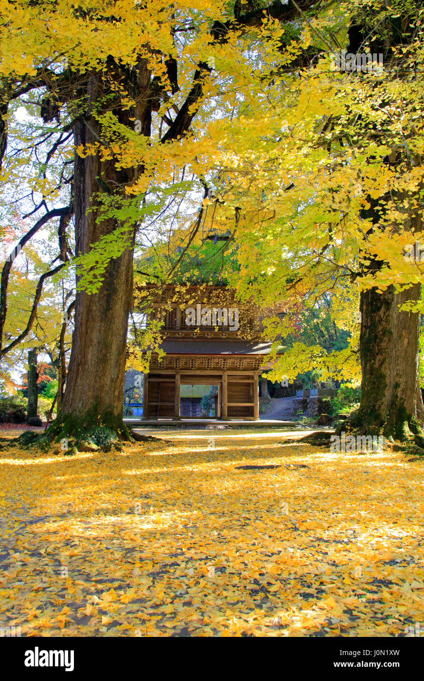 Kotokuji Temple Ginkgo trees in Autumn Akiruno city Tokyo Japan Stock ...