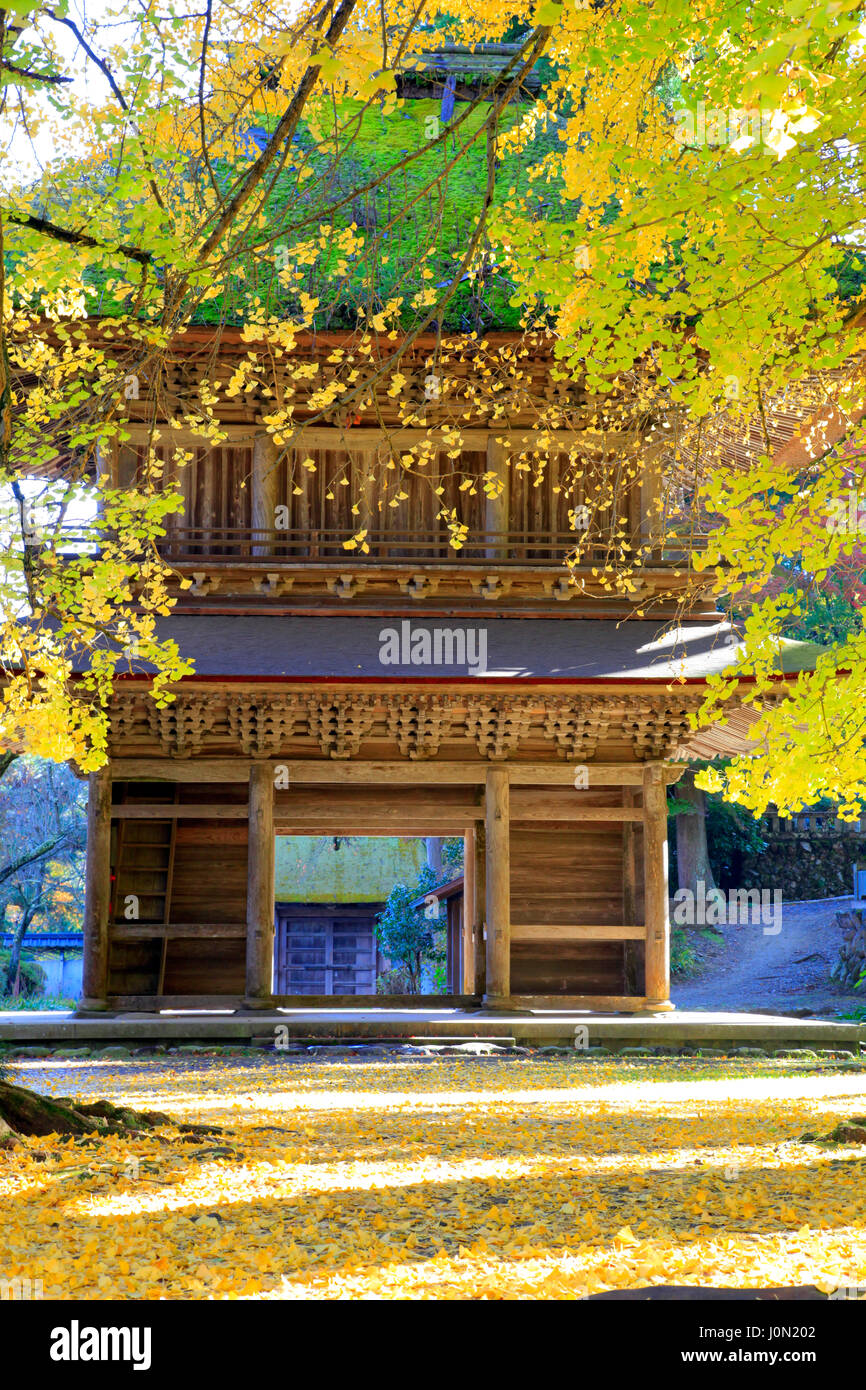 Kotokuji Temple Ginkgo trees in Autumn Akiruno city Tokyo Japan Stock ...