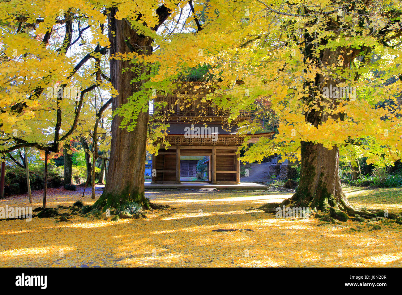 Kotokuji Temple Ginkgo trees in Autumn Akiruno city Tokyo Japan Stock ...