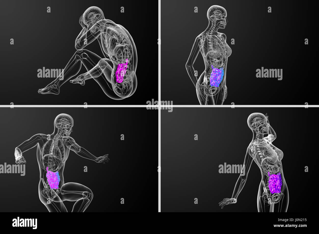 3d rendering illustration of the small intestine Stock Photo - Alamy