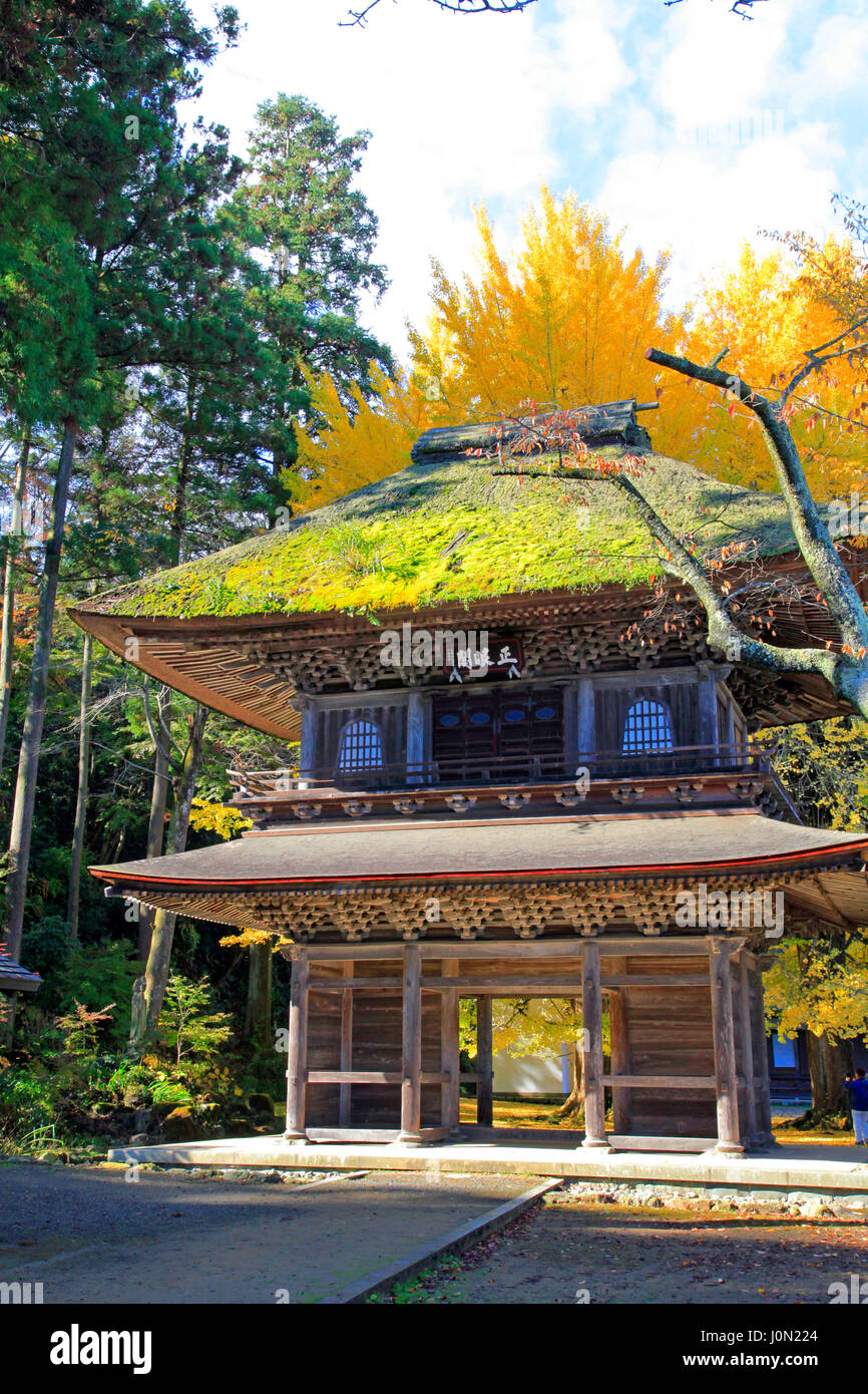 Kotokuji Temple Ginkgo trees in Autumn Akiruno city Tokyo Japan Stock ...