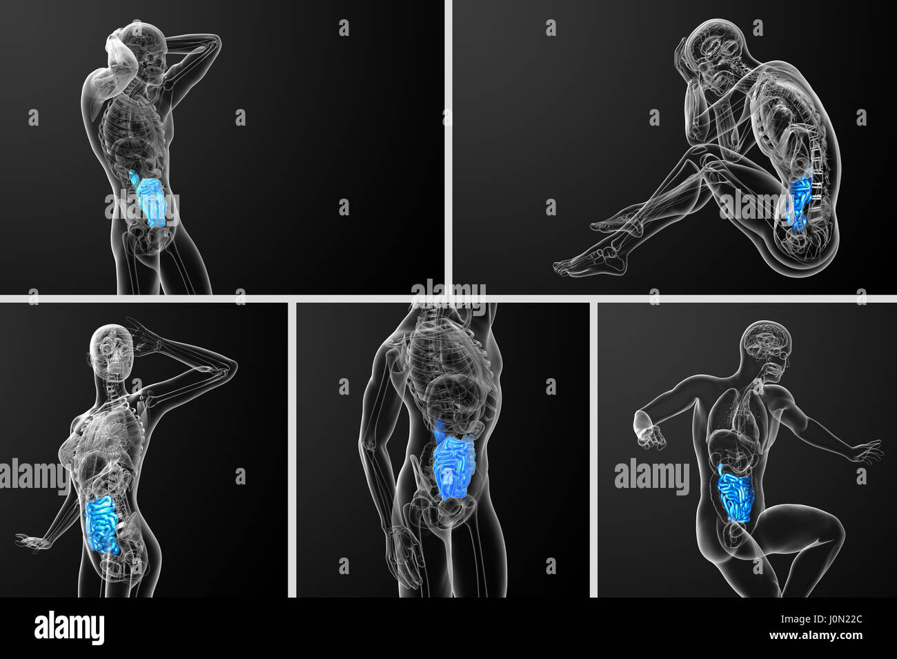 3d rendering illustration of the small intestine Stock Photo - Alamy