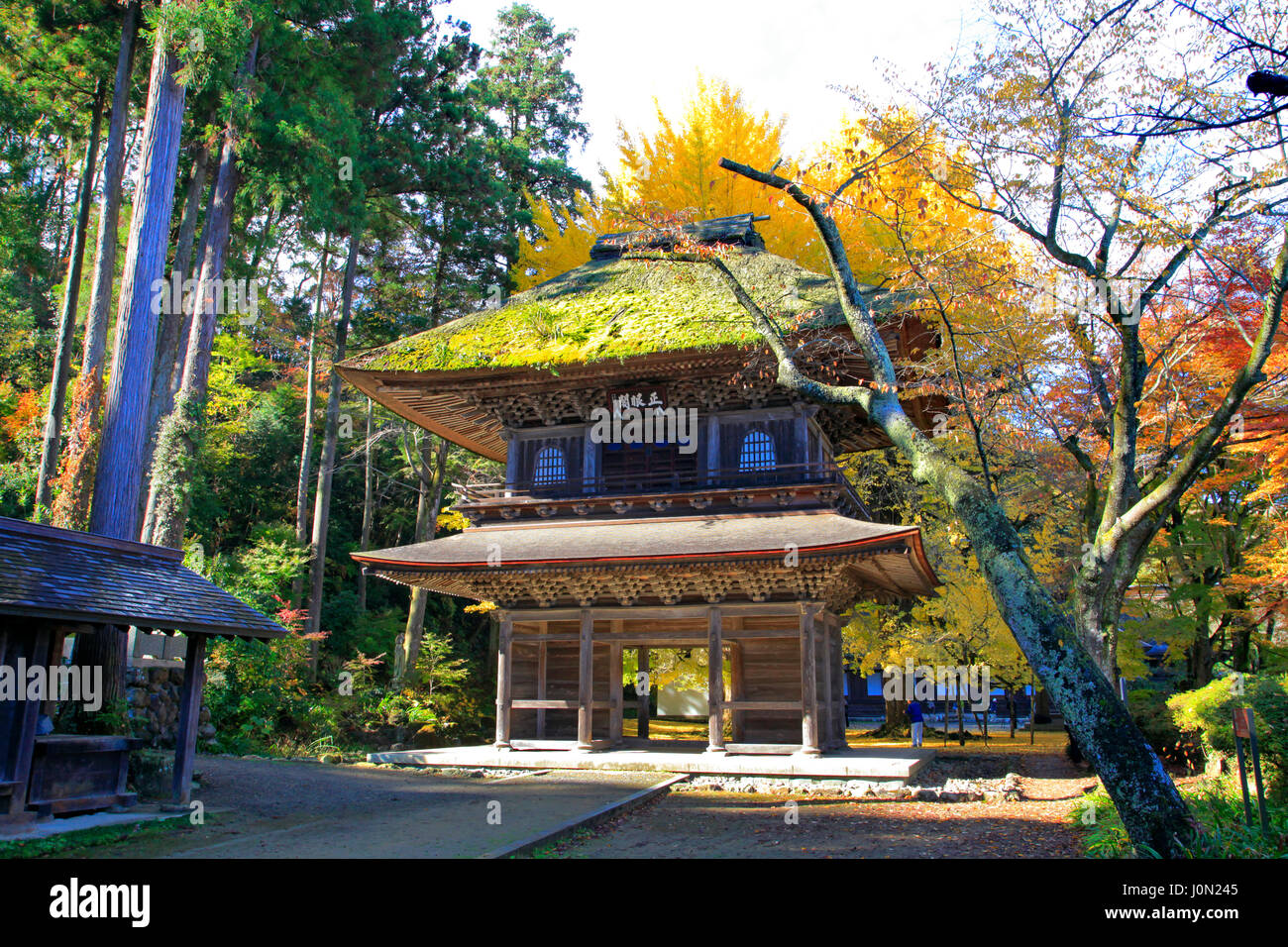 Kotokuji Temple Ginkgo trees in Autumn Akiruno city Tokyo Japan Stock ...