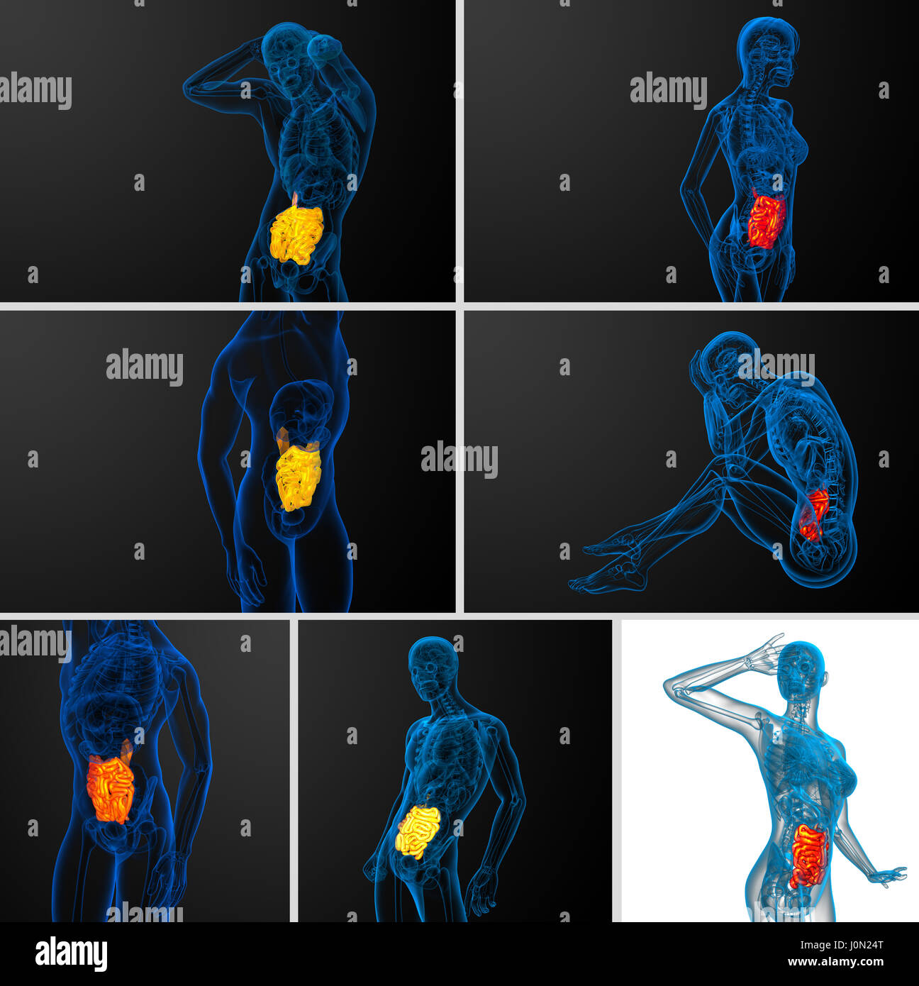 3d rendering illustration of the small intestine Stock Photo - Alamy