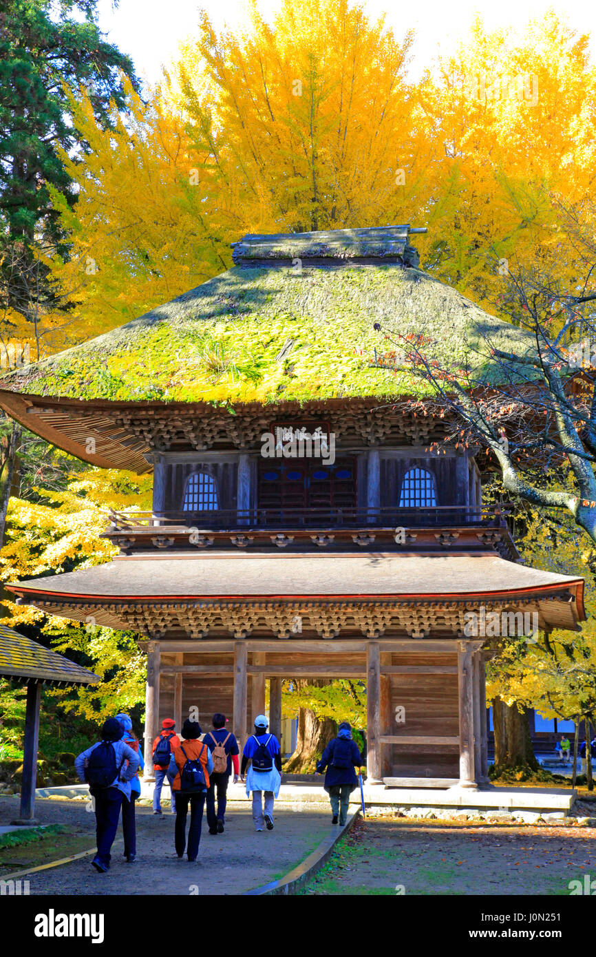 Kotokuji Temple Ginkgo trees in Autumn Akiruno city Tokyo Japan Stock ...