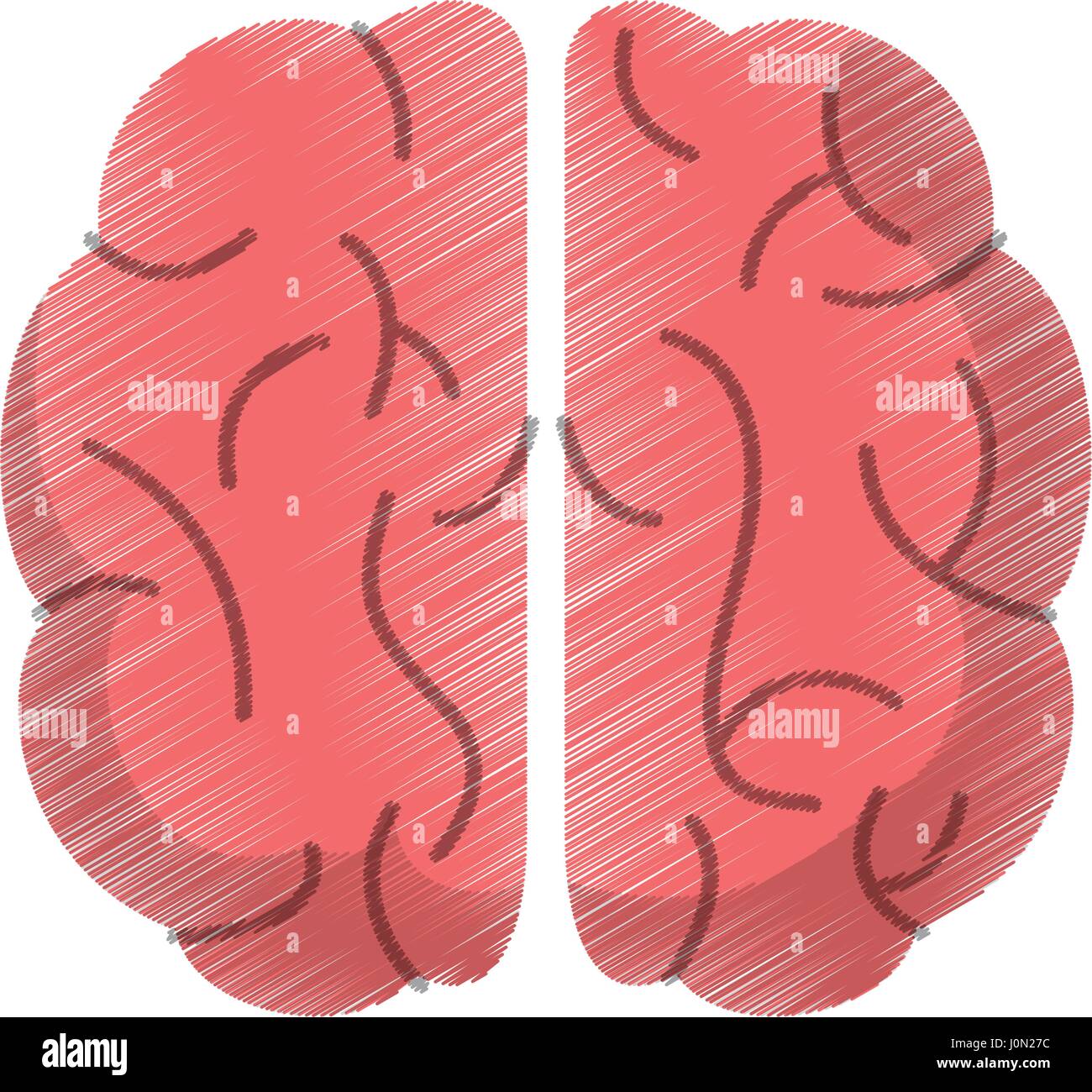 drawing brain human idea intelligence Stock Vector Image & Art - Alamy