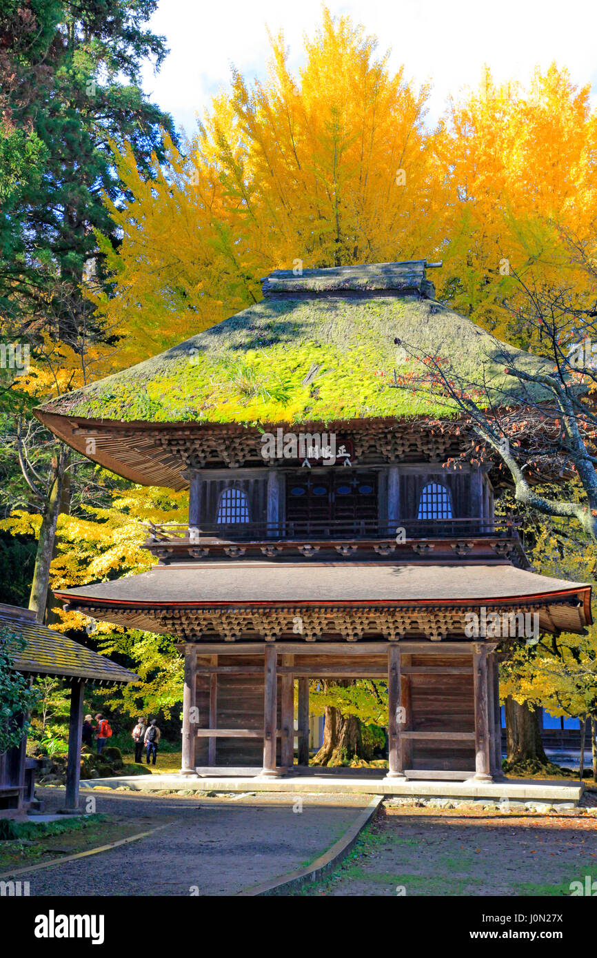 Kotokuji Temple Ginkgo trees in Autumn Akiruno city Tokyo Japan Stock ...
