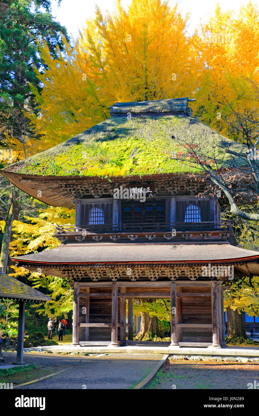 Kotokuji Temple Ginkgo trees in Autumn Akiruno city Tokyo Japan Stock ...