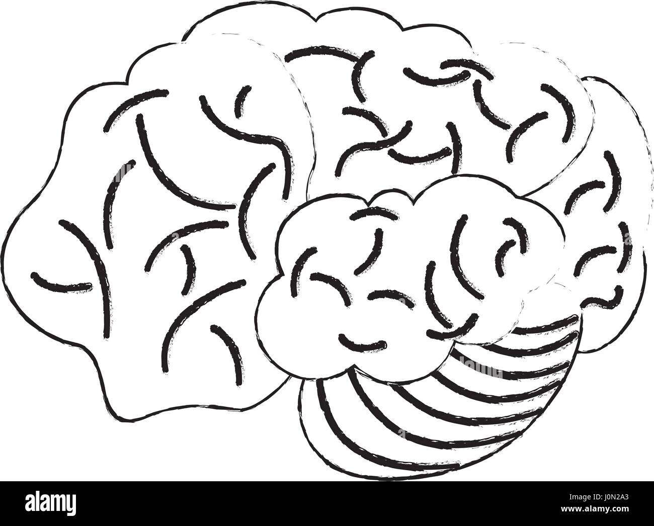 sketch brain human development idea Stock Vector Image & Art - Alamy