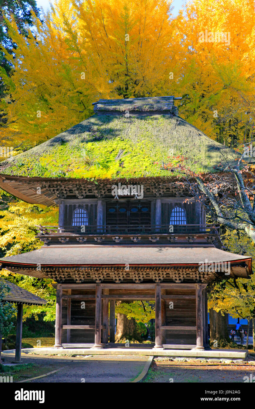 Kotokuji Temple Ginkgo trees in Autumn Akiruno city Tokyo Japan Stock ...