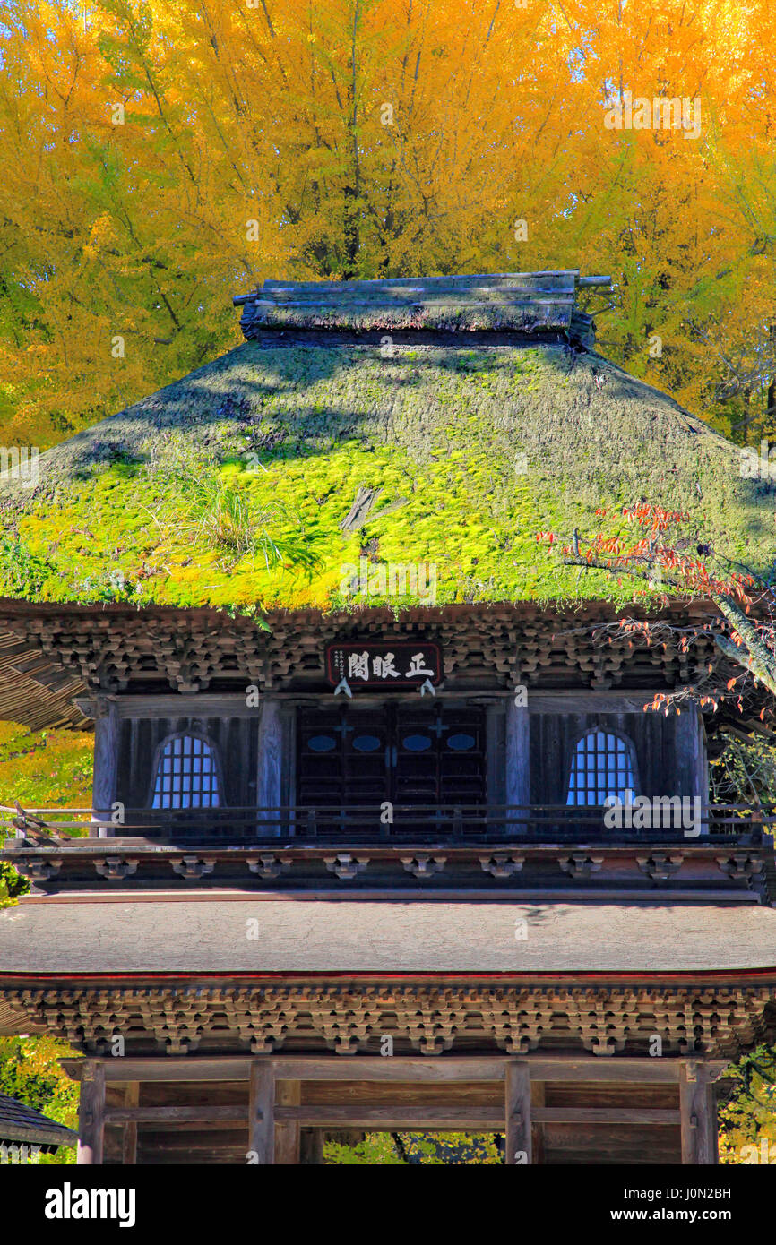 Kotokuji Temple Ginkgo trees in Autumn Akiruno city Tokyo Japan Stock ...