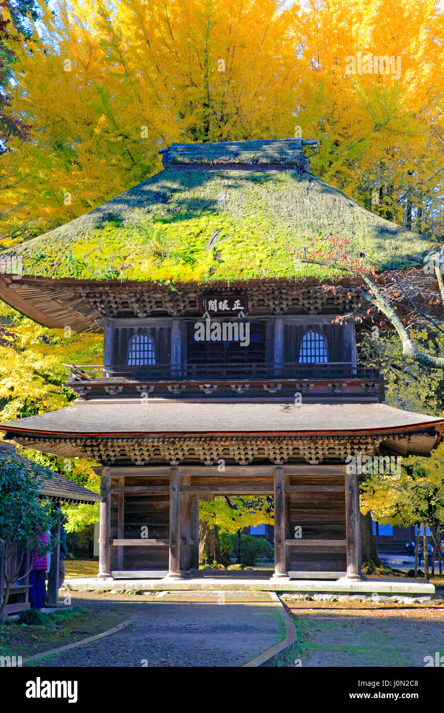 Kotokuji Temple Ginkgo trees in Autumn Akiruno city Tokyo Japan Stock ...