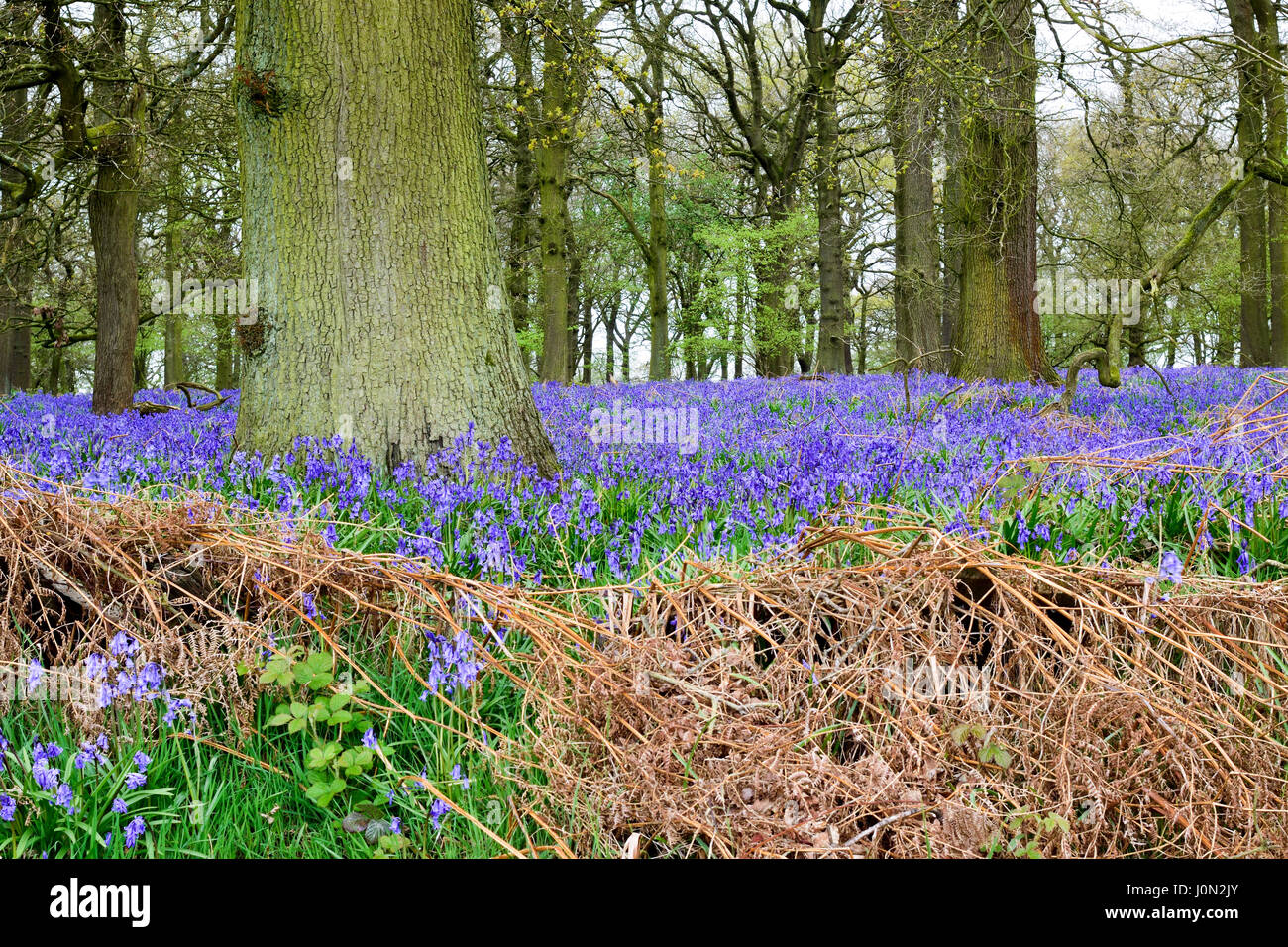 Underwood, Nottinghamshire, UK. 14th Apr, 2017. A dull damp start to ...