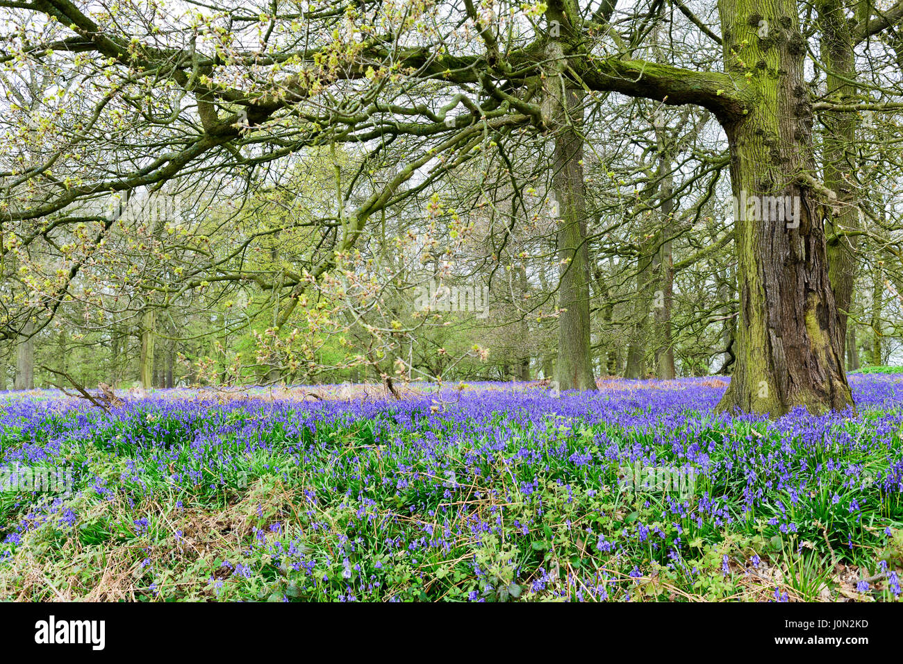 Underwood, Nottinghamshire, UK. 14th Apr, 2017. A dull damp start to ...