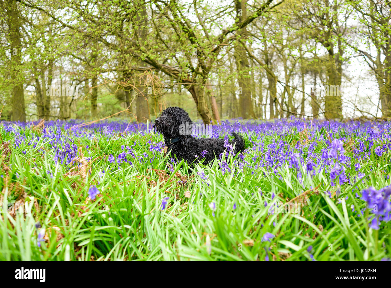 Underwood, Nottinghamshire, UK. 14th Apr, 2017. A dull damp start to ...