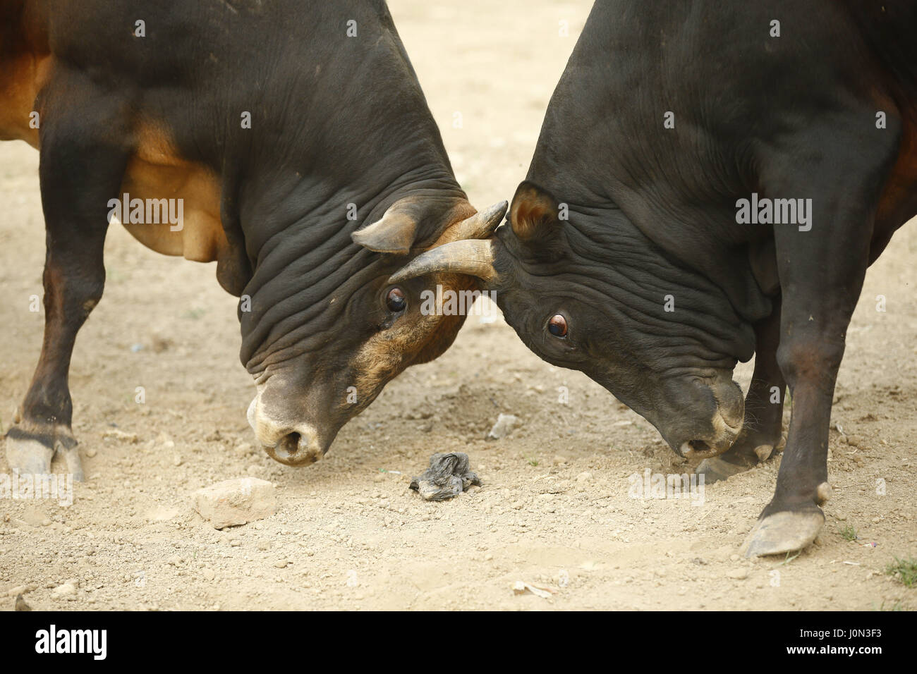 Kathmandu, Nepal. 14th Apr, 2017. Bulls lock horns as they fight during ...