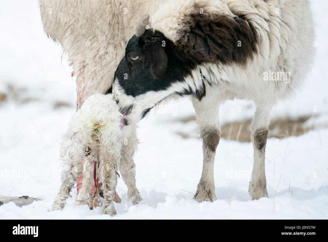 Hejing, China's Xinjiang Uygur Autonomous Region. 6th Apr, 2017. A ...