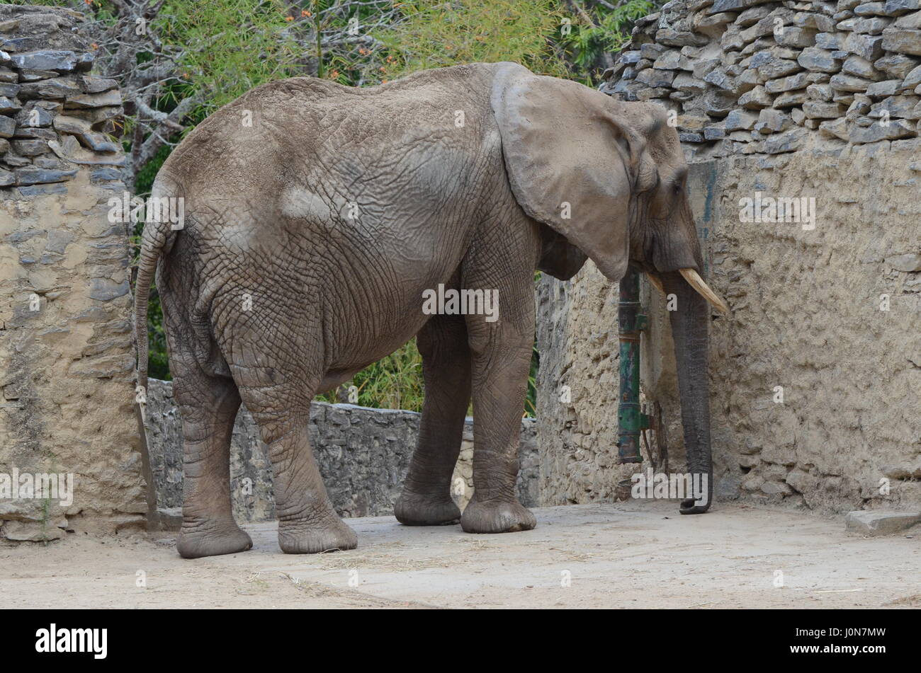 The 47-year-old elephant Ruperta standing in her enclosure in the Zoo ...