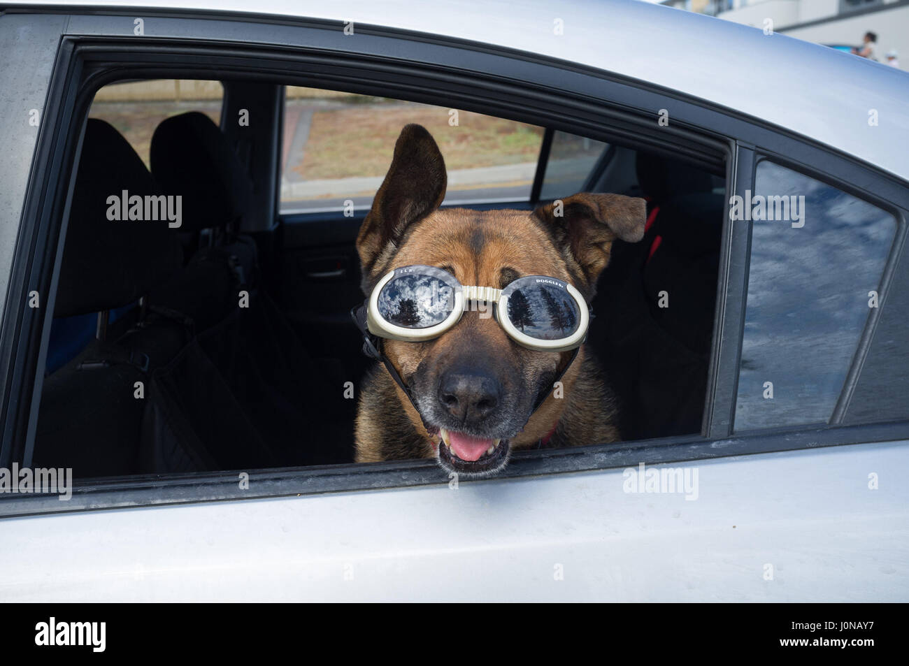 Adelaide Australia. 15th April 2017. A dog wearing doggles sunglasses ...