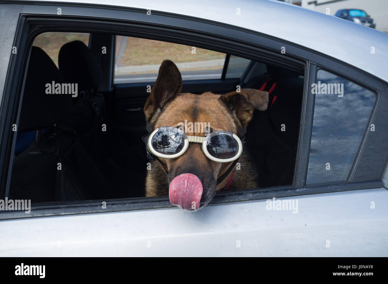 Adelaide Australia. 15th April 2017. A dog wearing doggles sunglasses ...
