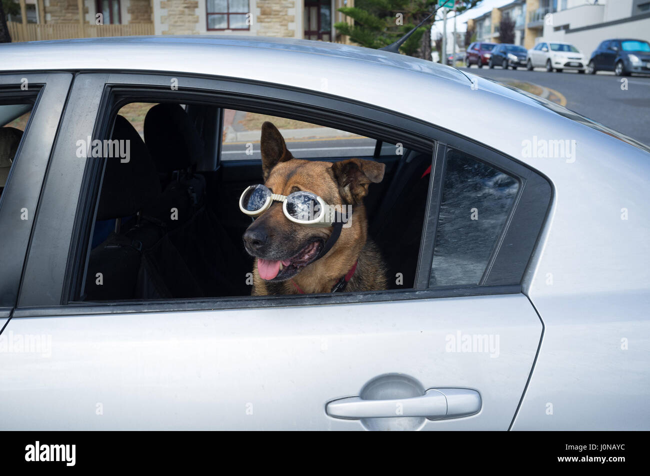 Adelaide Australia. 15th April 2017. A dog wearing doggles sunglasses ...