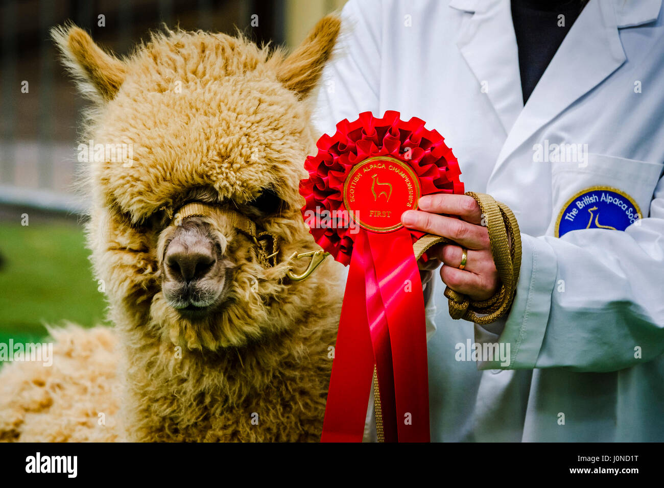 Lanark Scotland 15th April 2017: The Second Scottish Alpaca ...