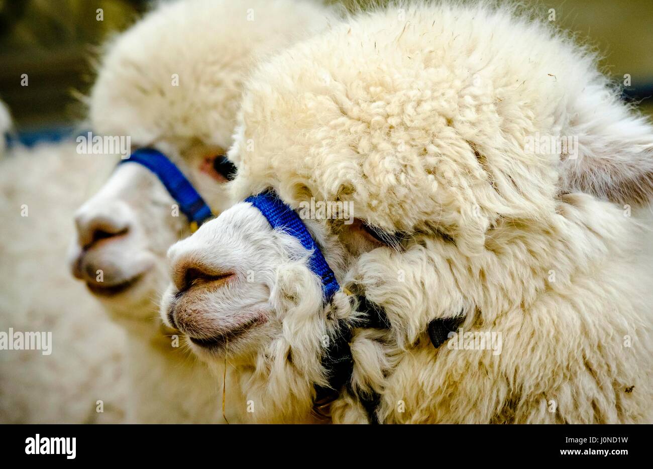 Lanark Scotland 15th April 2017: The Second Scottish Alpaca ...